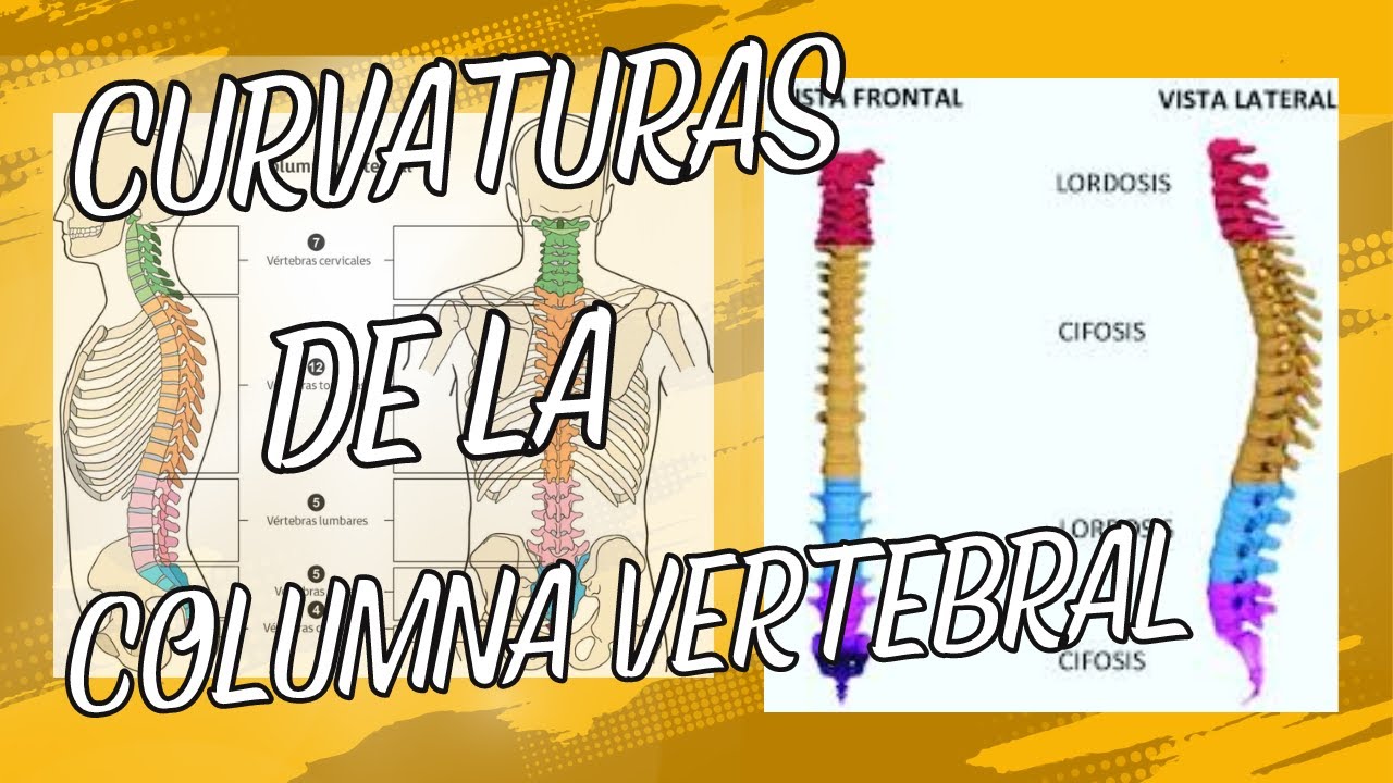 TIENES QUE SABER LAS CURVATURAS DE LA COLUMNA VERTEBRAL - ANATOMIA👌 ...