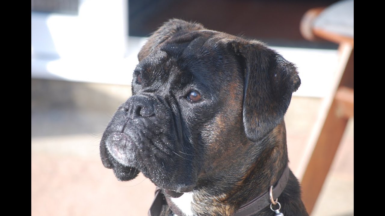 Bear the Boxer Dog - YouTube