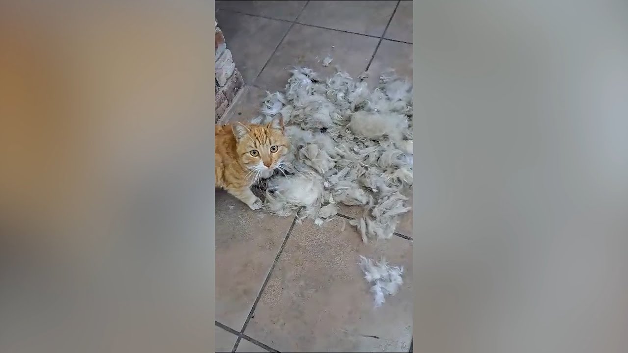 Exploding dog!!! - YouTube