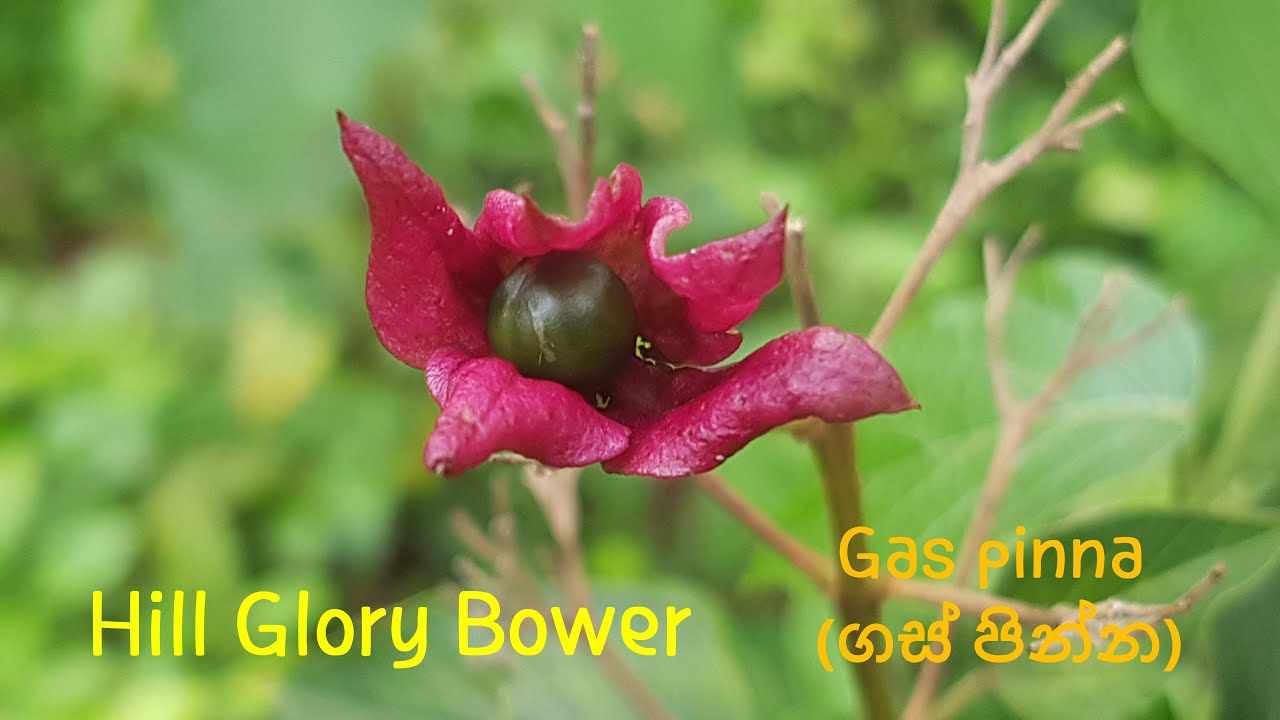 [Sri Lanka Wildflowers]#열대식물#Clerodendrum infortunatum#hill glory bower ...
