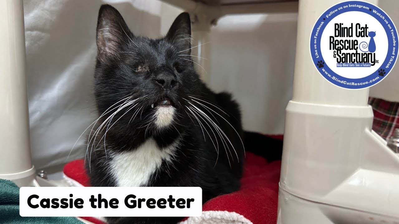 Cassie the Greeter - YouTube