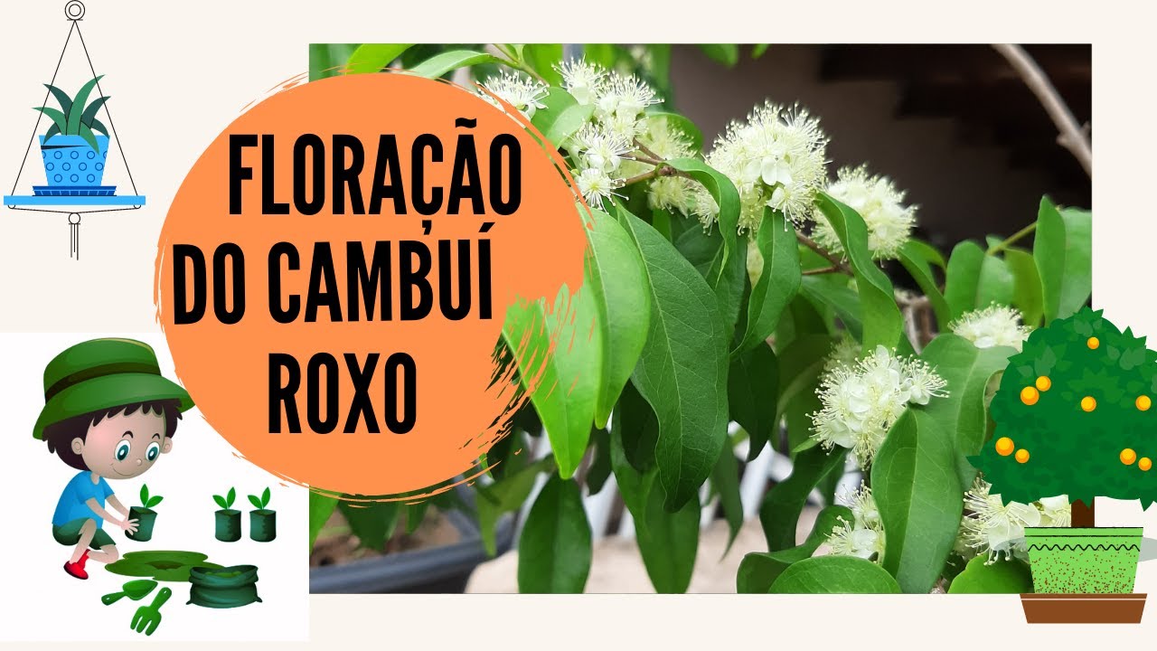 FLORAÇÃO DO CAMBUÍ ROXO EM VASO DE 50L / DEZEMBRO DE 2020 - YouTube