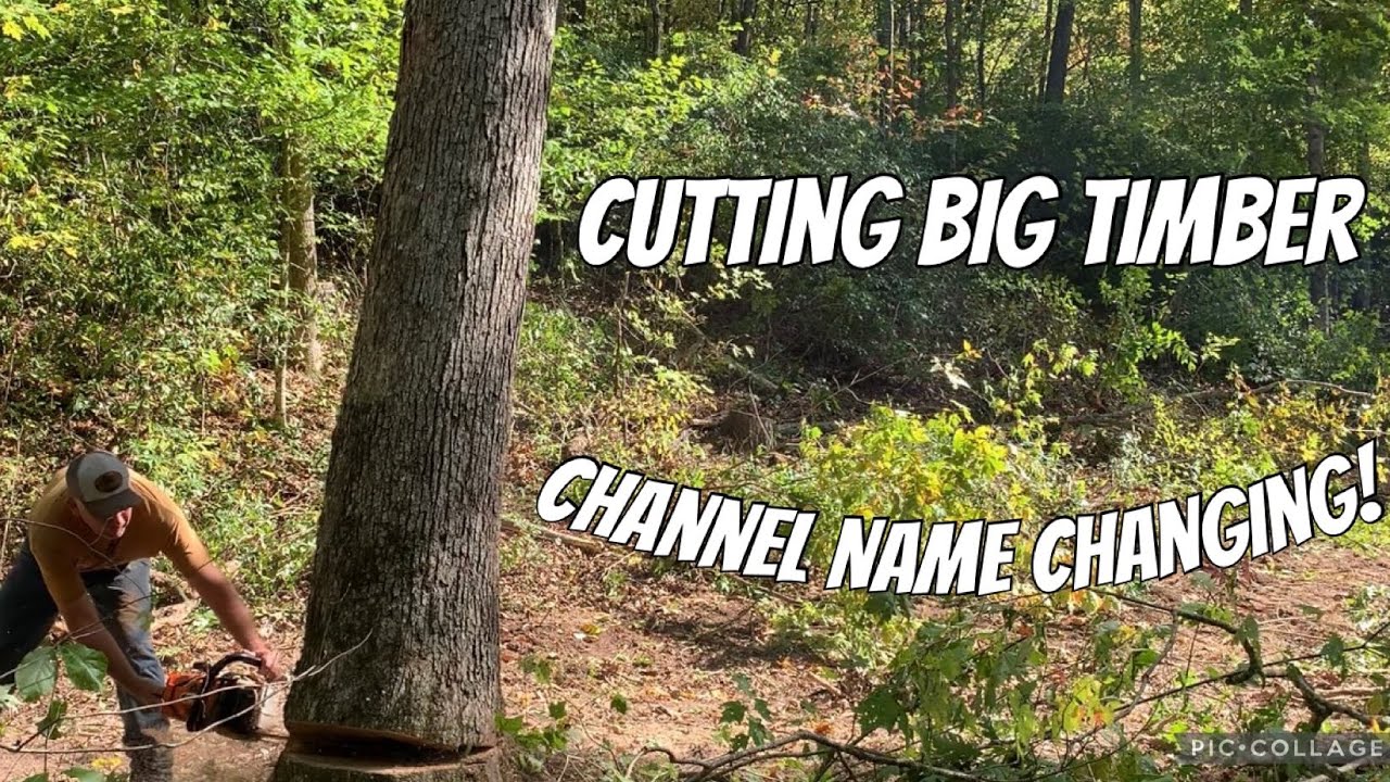 Best Trees We Have Cut In A While/Backwoods TN - YouTube