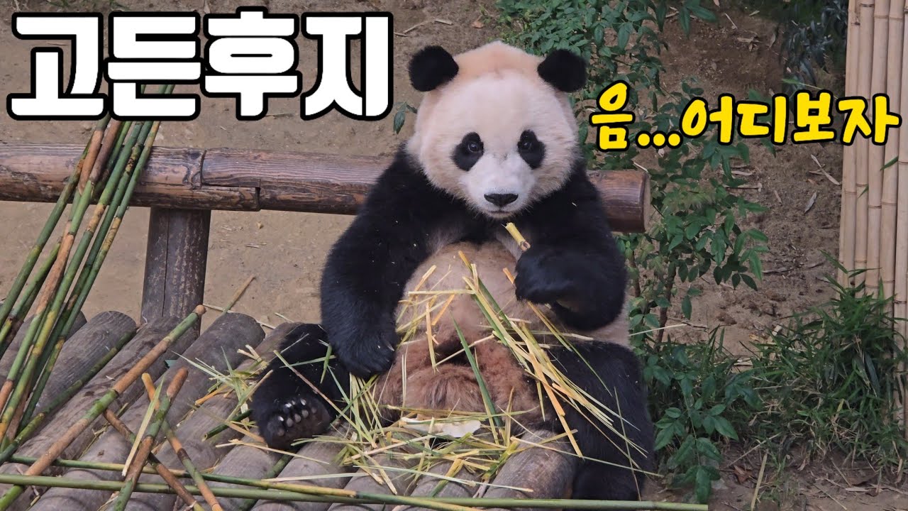 [ep.420]아빠에 뒤를 잇는 고든후지♡🤗 #후이바오 #panda 25.05.19 - YouTube