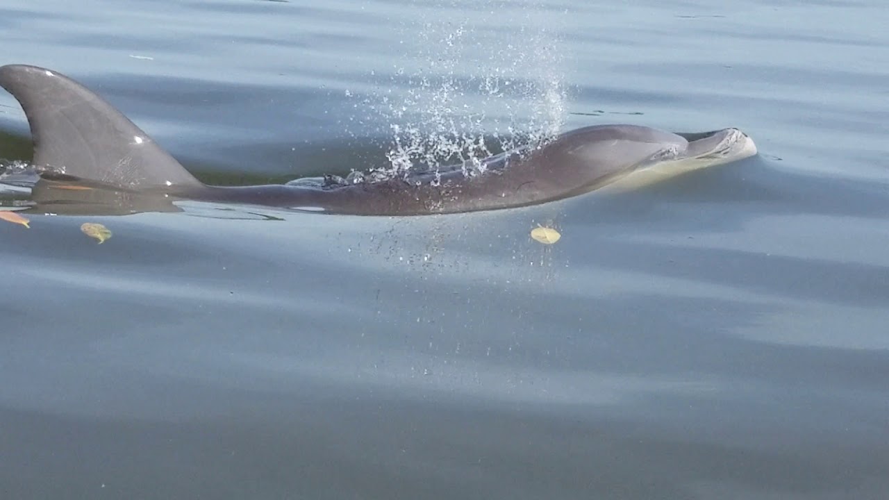 Billy Dolphin - YouTube