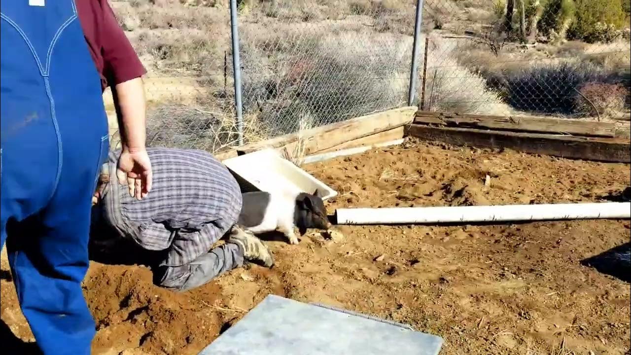 Castrate A Piglet - YouTube