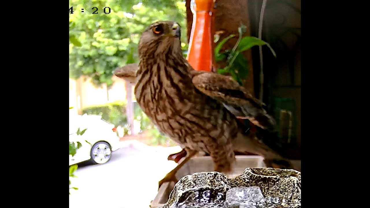 Mourning Dove escapes a Cooper's Hawk attack - YouTube