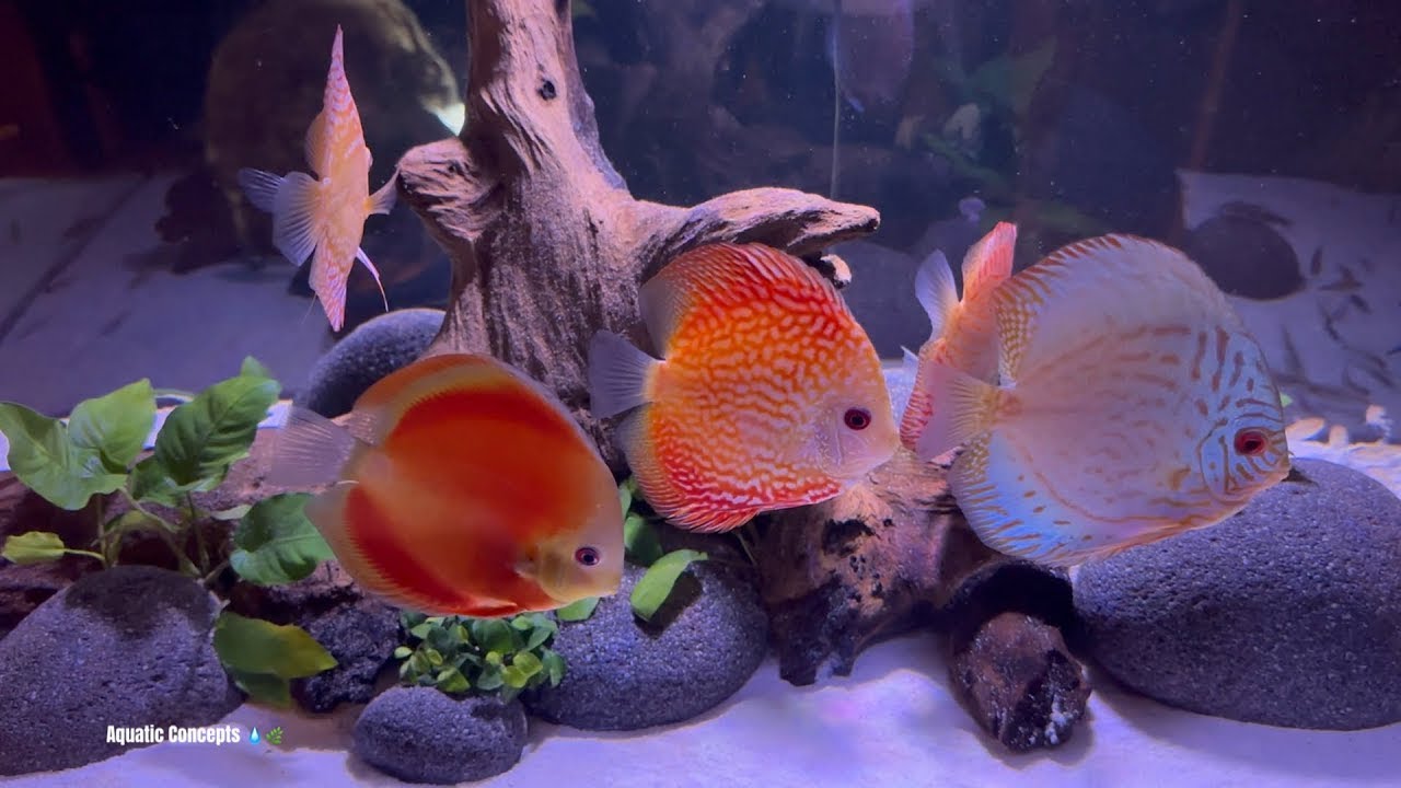 Understanding Discus Fish Coloration: The Role of Diet and Stress # ...