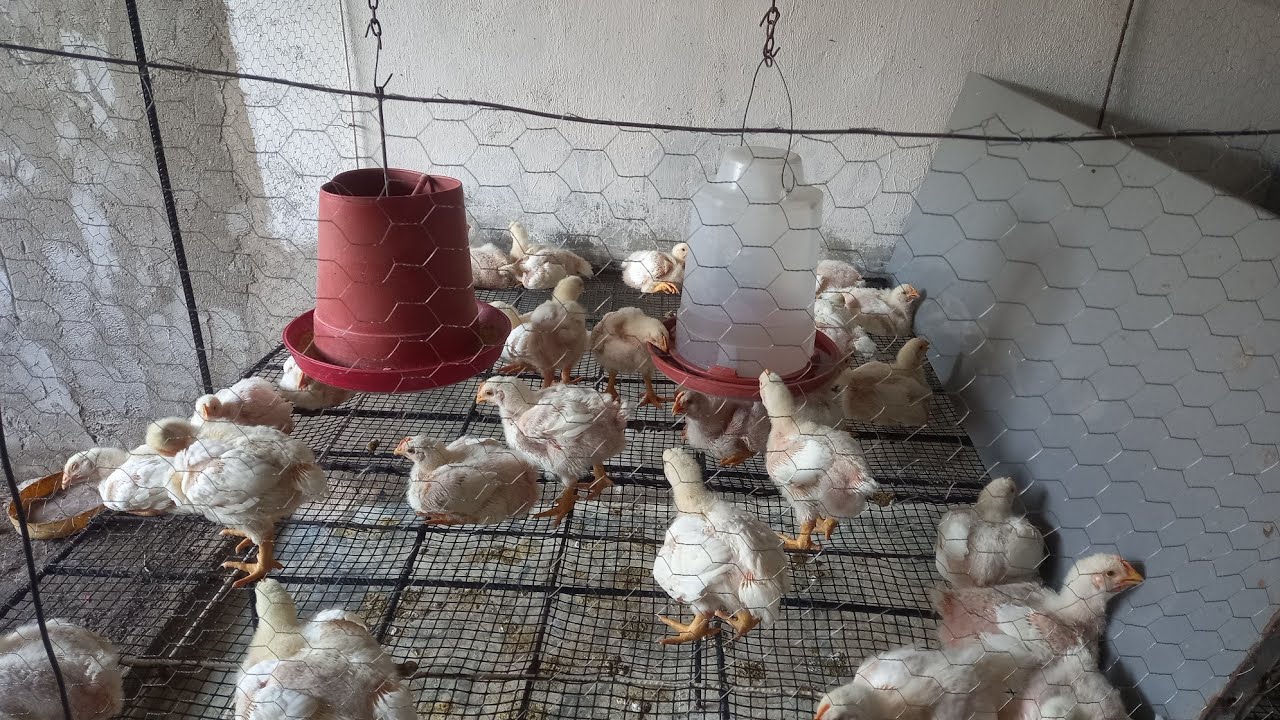Los mejores emprendimientos con cría de pollos de engorde crianza de ...