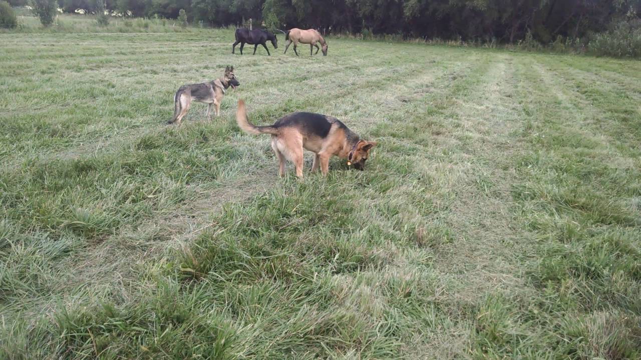 Hunting gopher - YouTube