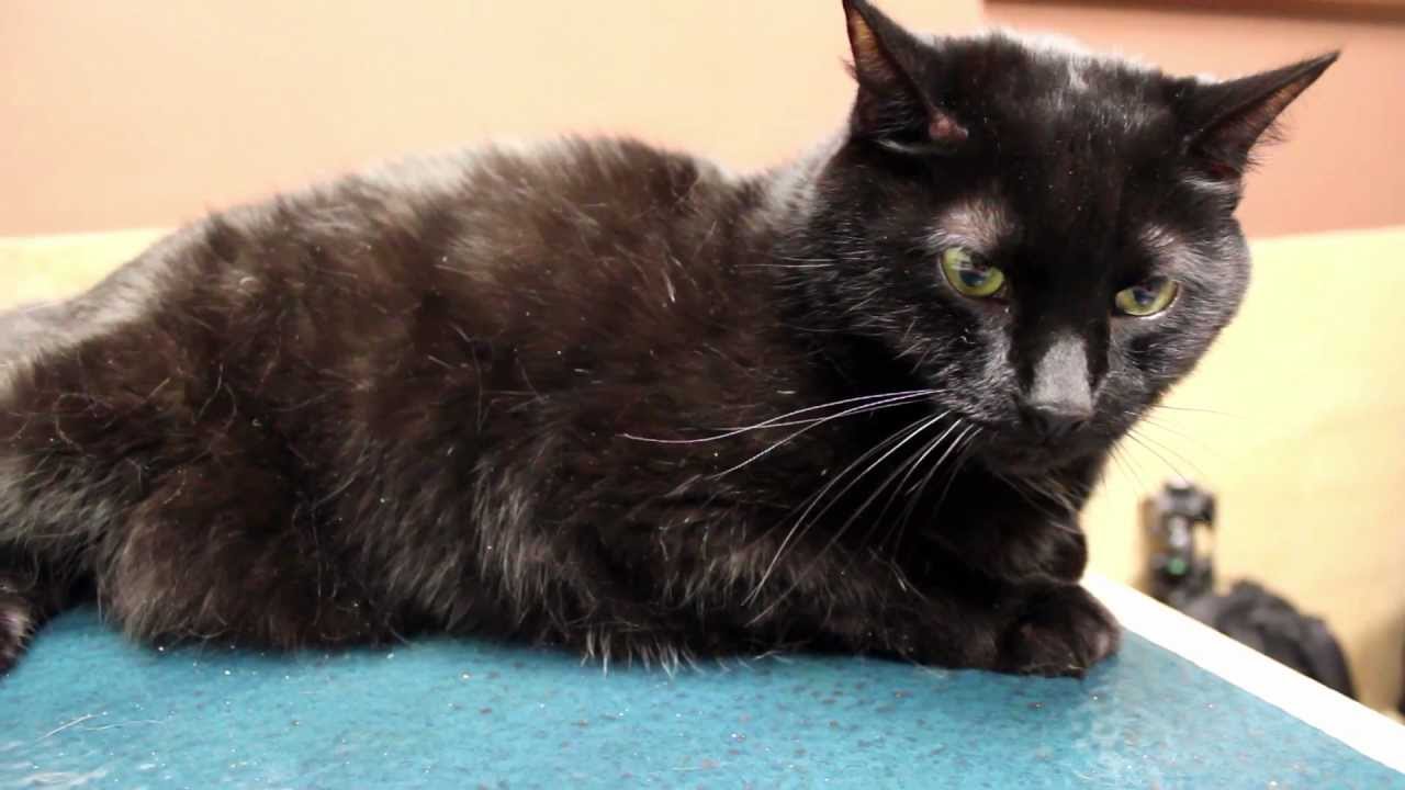 N2 the Talking Cat S2 Ep11 - Emergency Vet Visit - YouTube