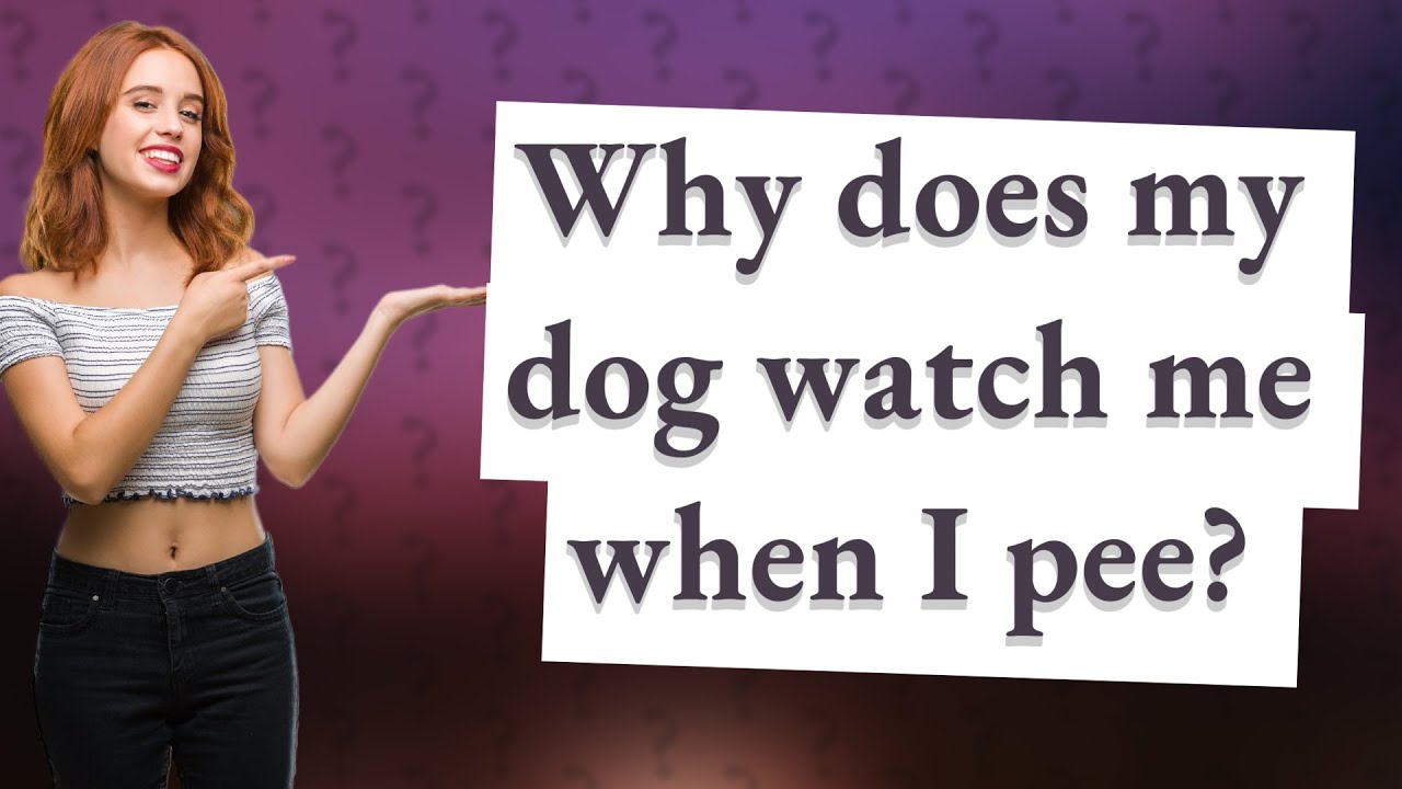 Why Does My Dog Watch Me When I Pee YouTube why-does-my-dog-watch-me-when-i-pee-youtube