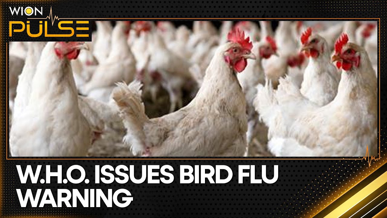 US to test ground beef in states with bird-flu outbreaks in dairy cows ...