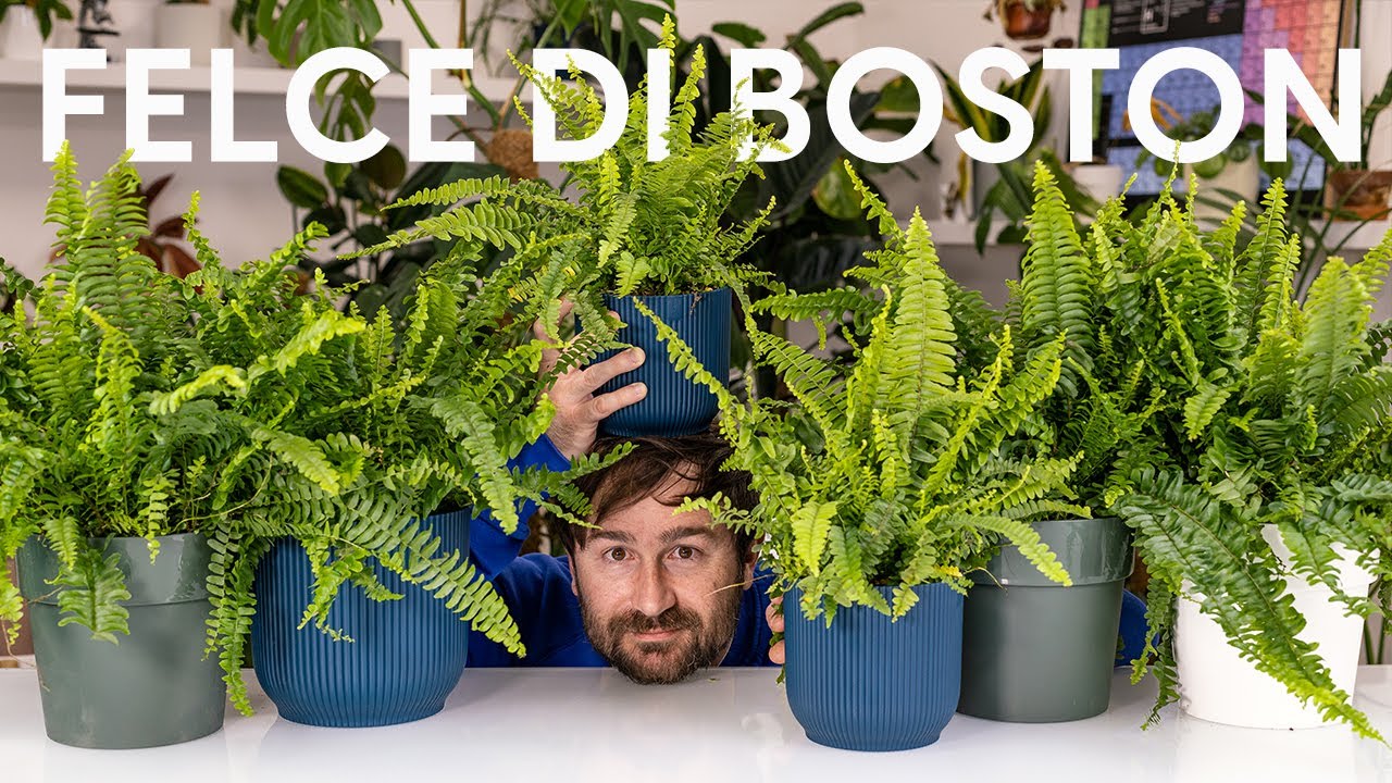 Nephrolepis la Felce di Boston, cura e coltivazione - YouTube