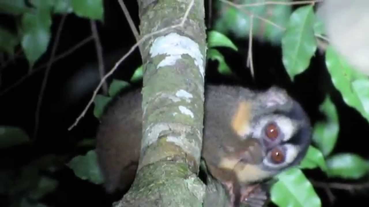 Macaco da noite (aotus sp.) night monkey - YouTube