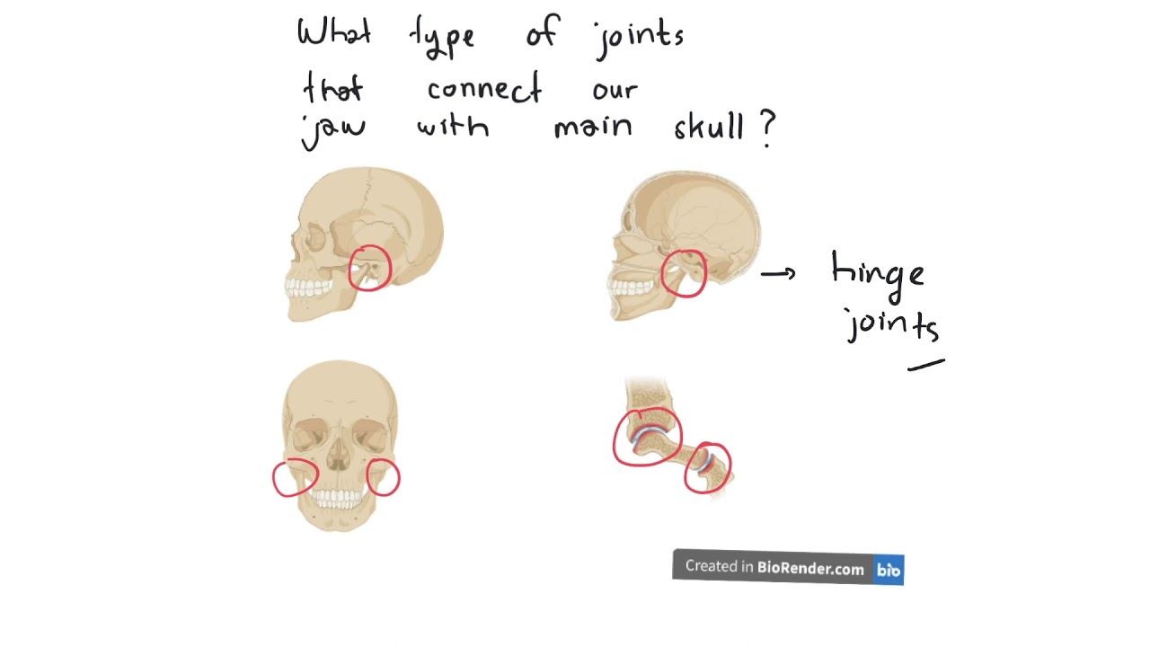 what type of joints that located in between jaw and skull - YouTube