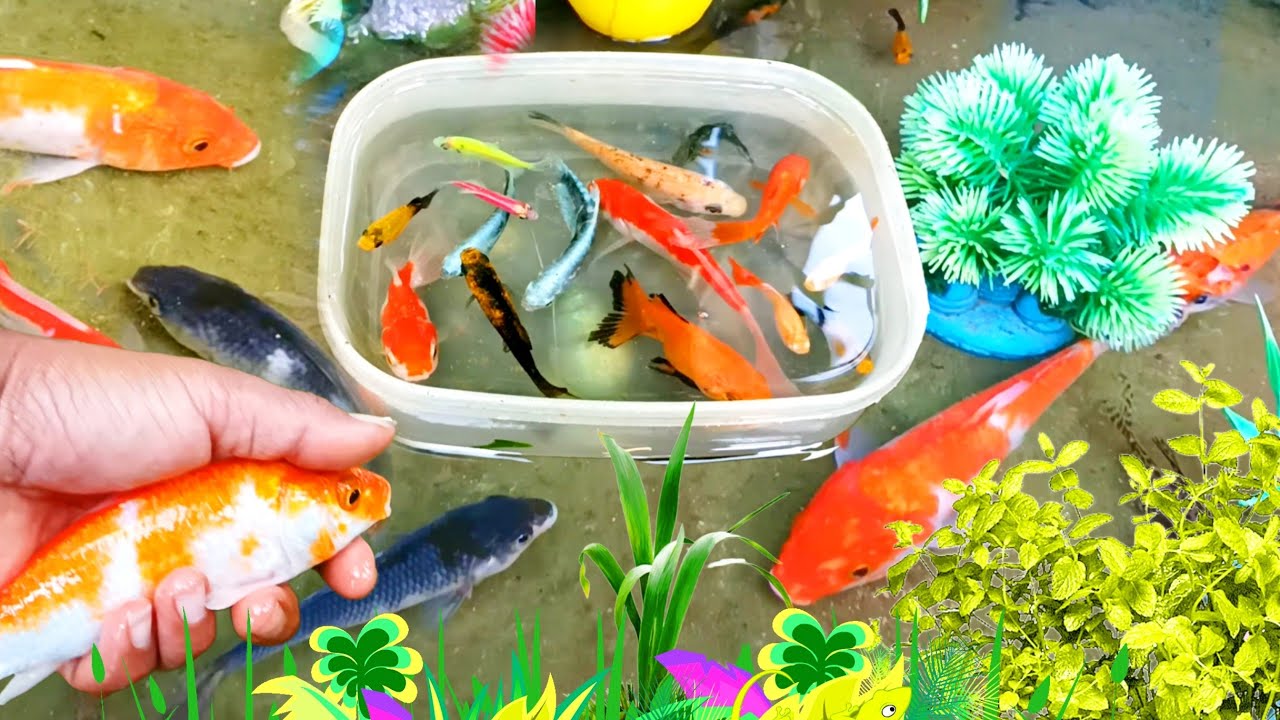 ornamental fish koi fish chef fish catfish betta fish lobster shrimp ...