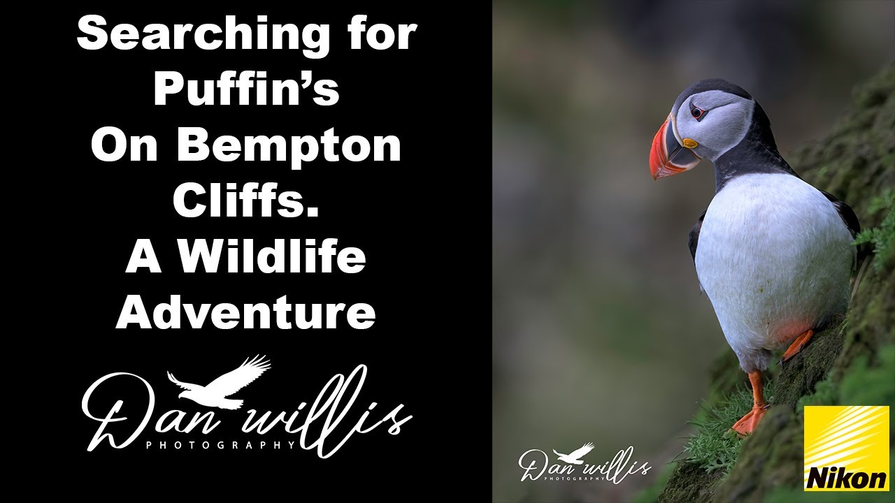 Searching for Puffins on Bempton Cliffs. A Wildlife Adventure - YouTube