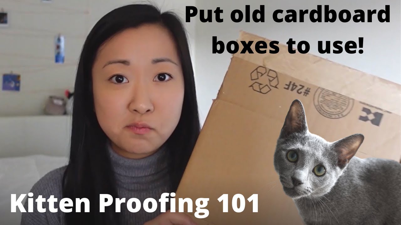 How to Kitten-Proof your Apartment - YouTube