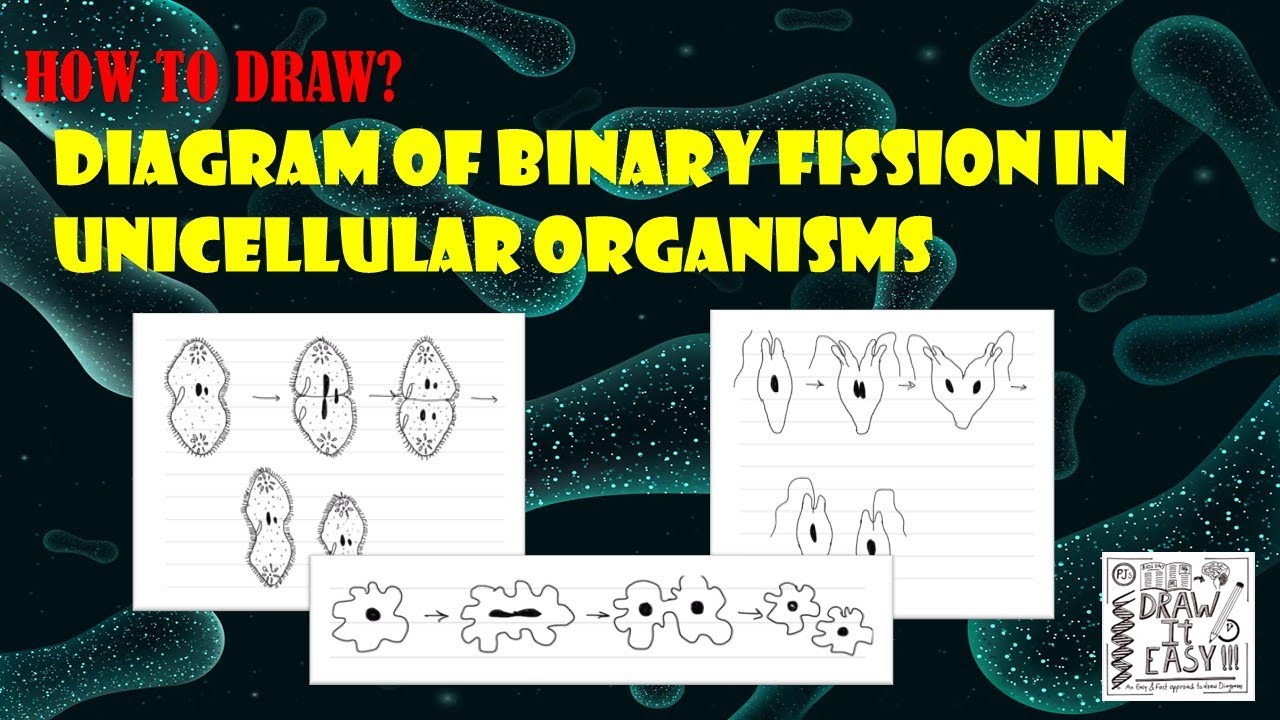 How to Draw Binary Fission in Unicellular Organisms | Class 10 | Class ...