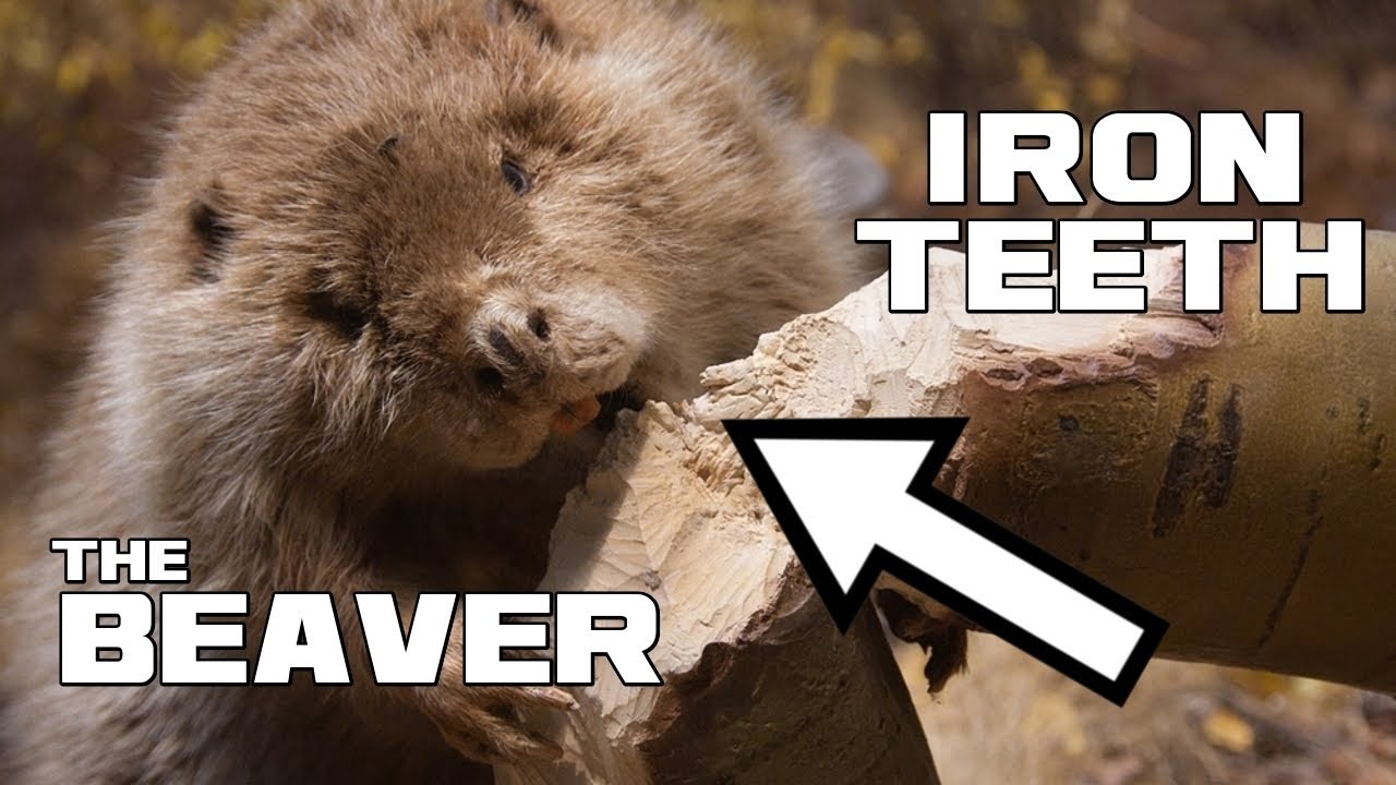 Nature's LUMBERJACK - Beavers - Animal a Day - YouTube