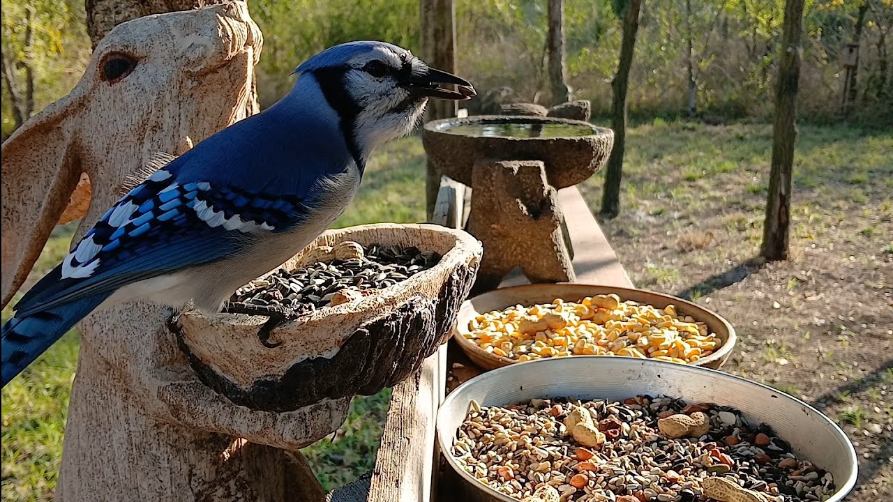 Morning feed with a blue Jay #nature #birds - YouTube