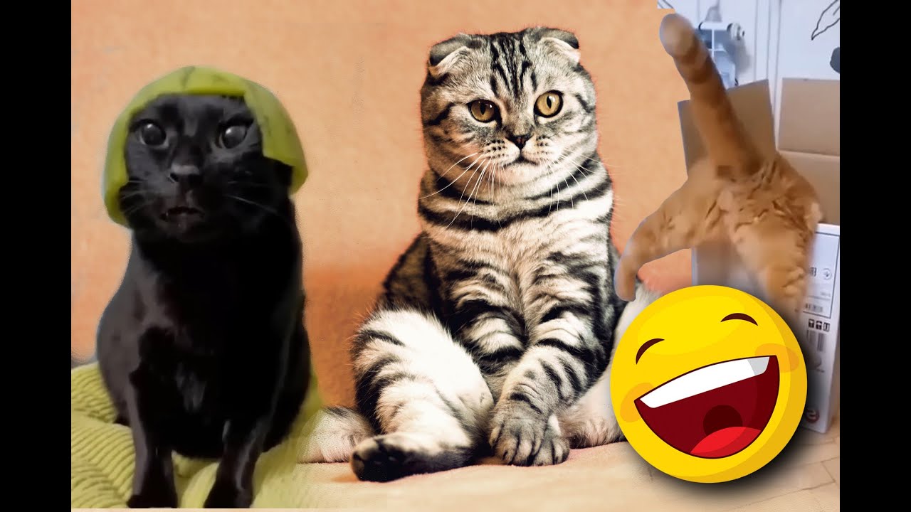 8 MINUTES of CUTE CATS to keep you entertained - YouTube