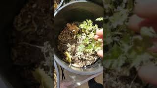 Gios garden walkthrough