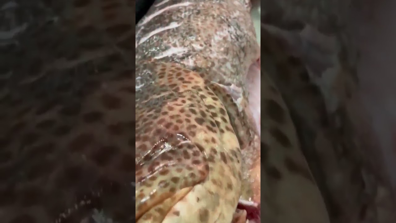 12 kg Whole Hamour fish - YouTube