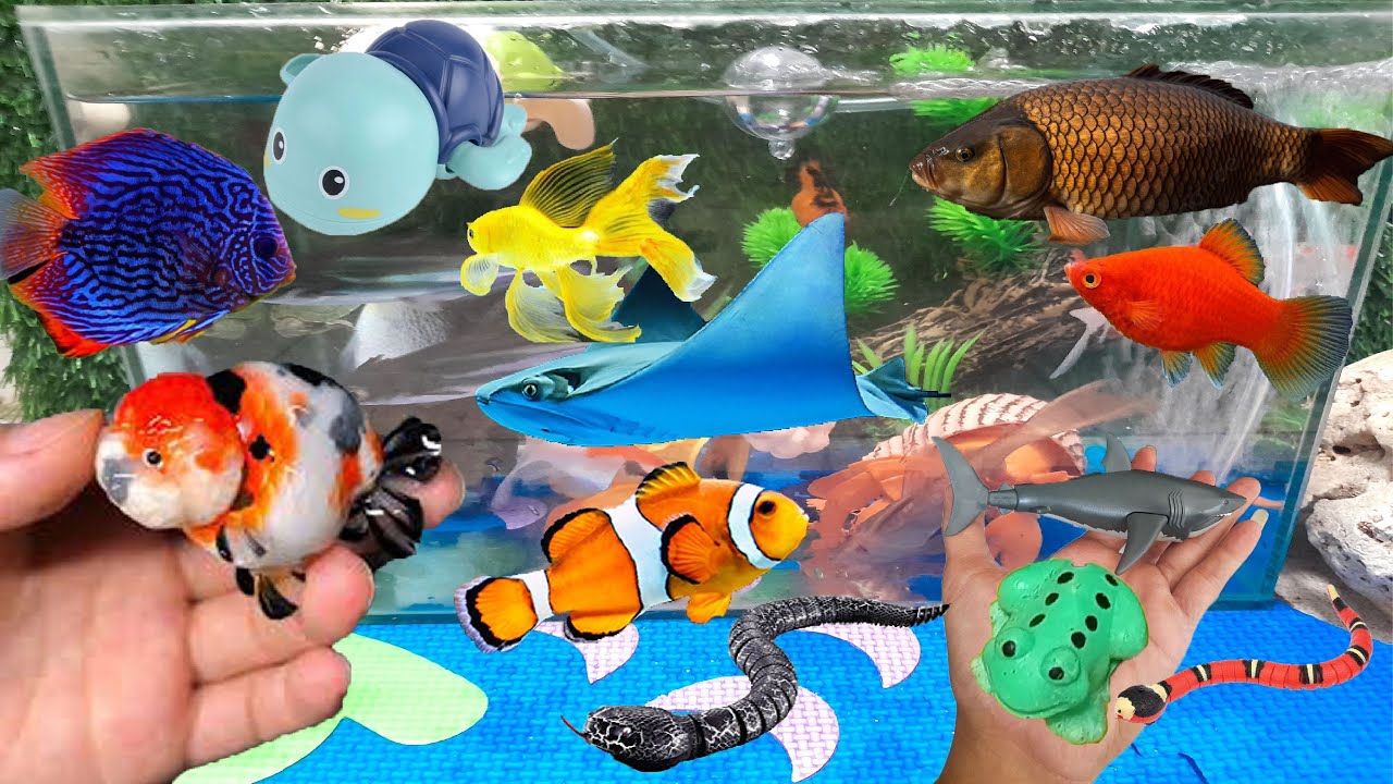 Collection of cute animals dragonfish, lionfish, catfish, turtle ...