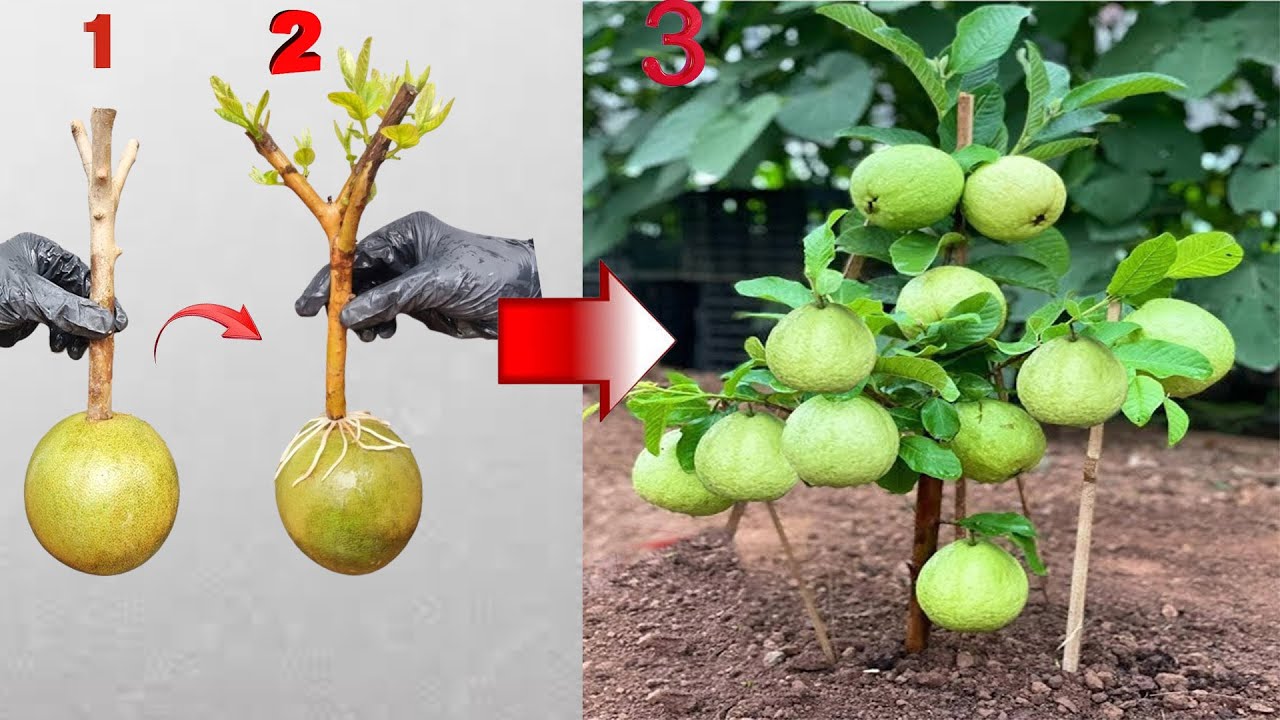SPECIAL TECHNIQUE - Propagating guava trees with Grapefruit and Coca ...