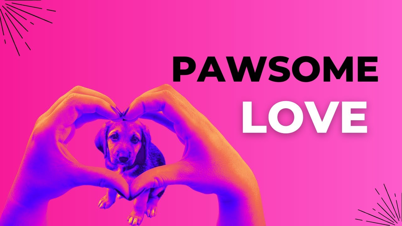 ️ Pawsome Love: 12 Signs Your Dog ADORES You ️ - YouTube