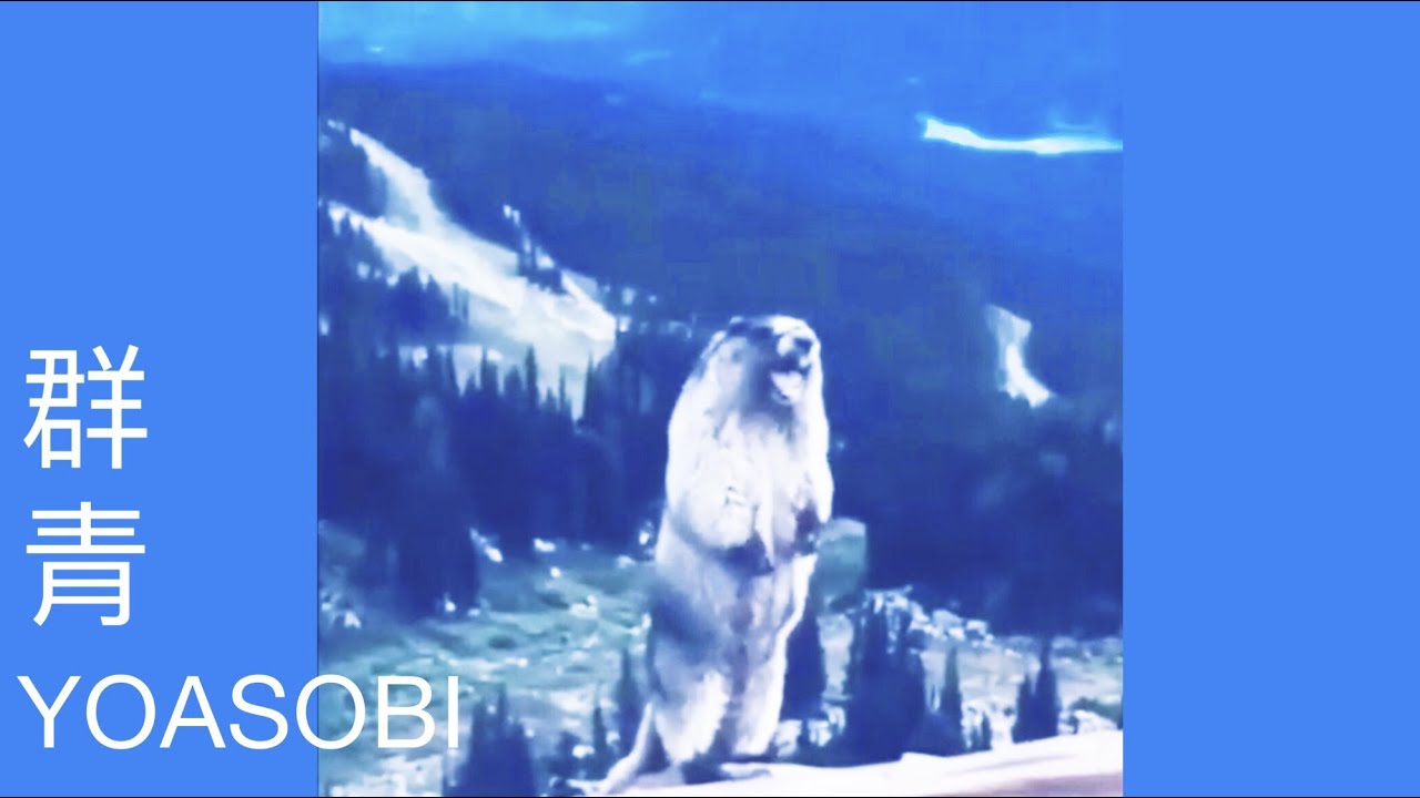 【土撥鼠】群青 YOASOBI meme - YouTube