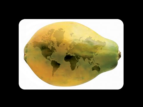 The Story of Rainbow Papaya - Why Public Sector Biotechnology Research ...