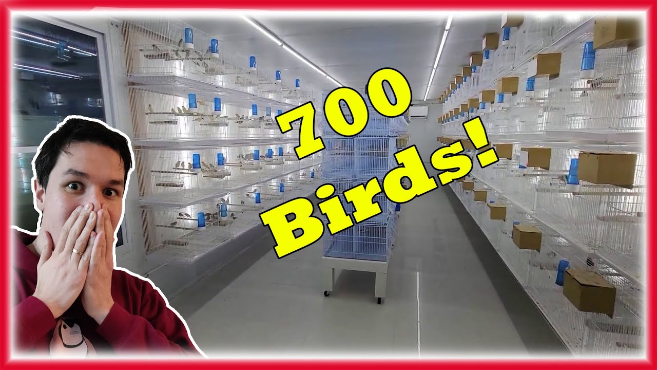 Beautiful AVIARY Showcase, ft PARADISE AVIARY - YouTube