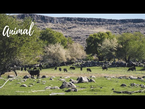 Animals | Yoga | Floating | Relax | 20 Min