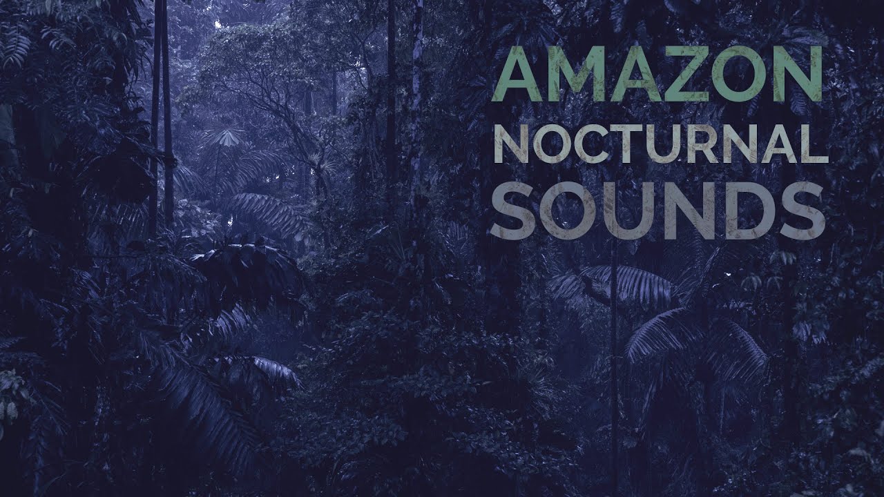 Nocturnal soundscape from the Amazon rainforest with Band-bellied Owls ...