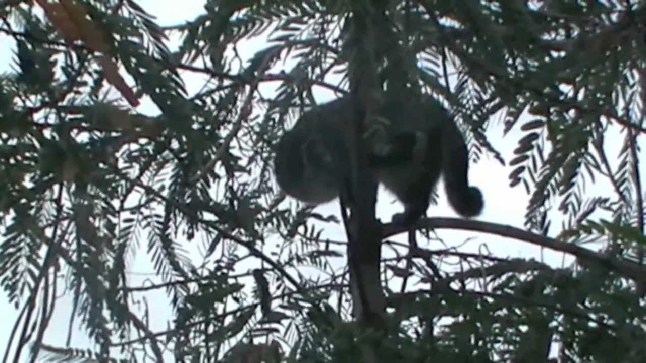 Monkey Cat!! - YouTube
