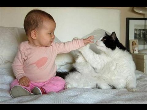 Fanny cats compilation - YouTube