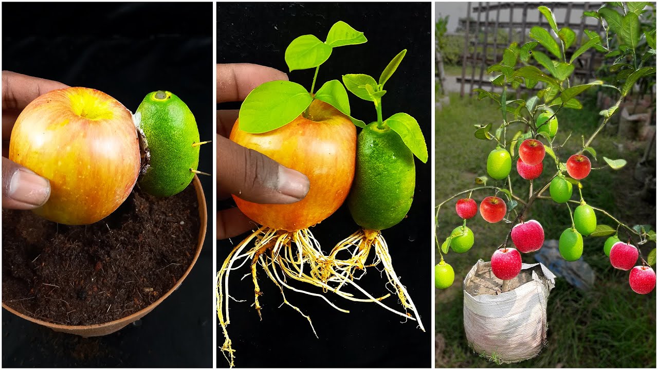 Grow lemon and an apple tree together From an apple and lemon fruits ...