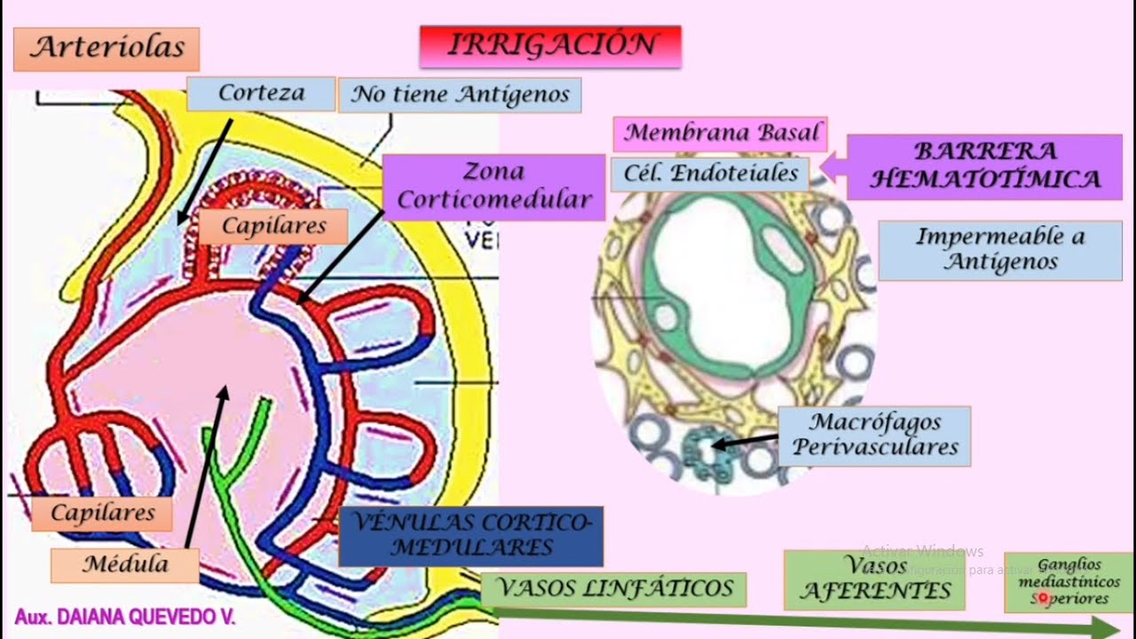 TIMO HISTOLOGIA - YouTube