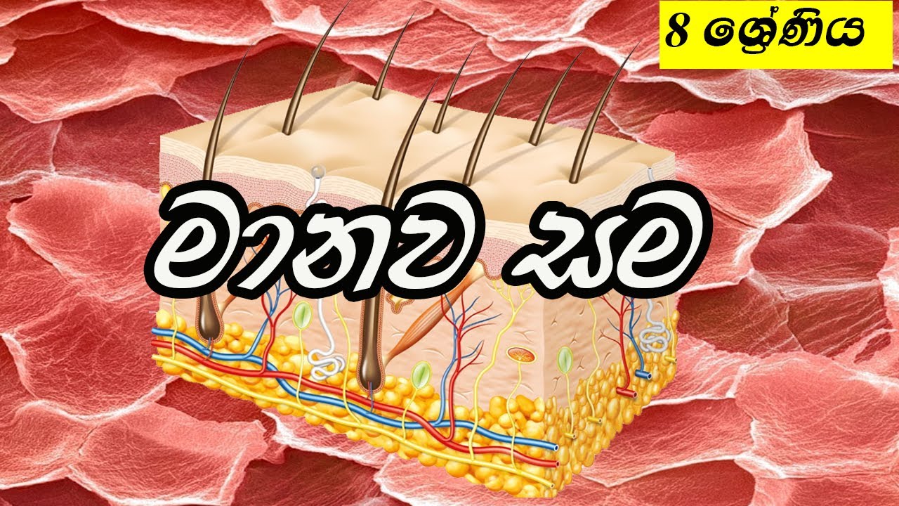 Human Skin | grade 8 science sinhala medium | මානව සම - YouTube