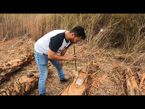 Vino de coyol, Una bebida única del Departamento de Olancho - YouTube
