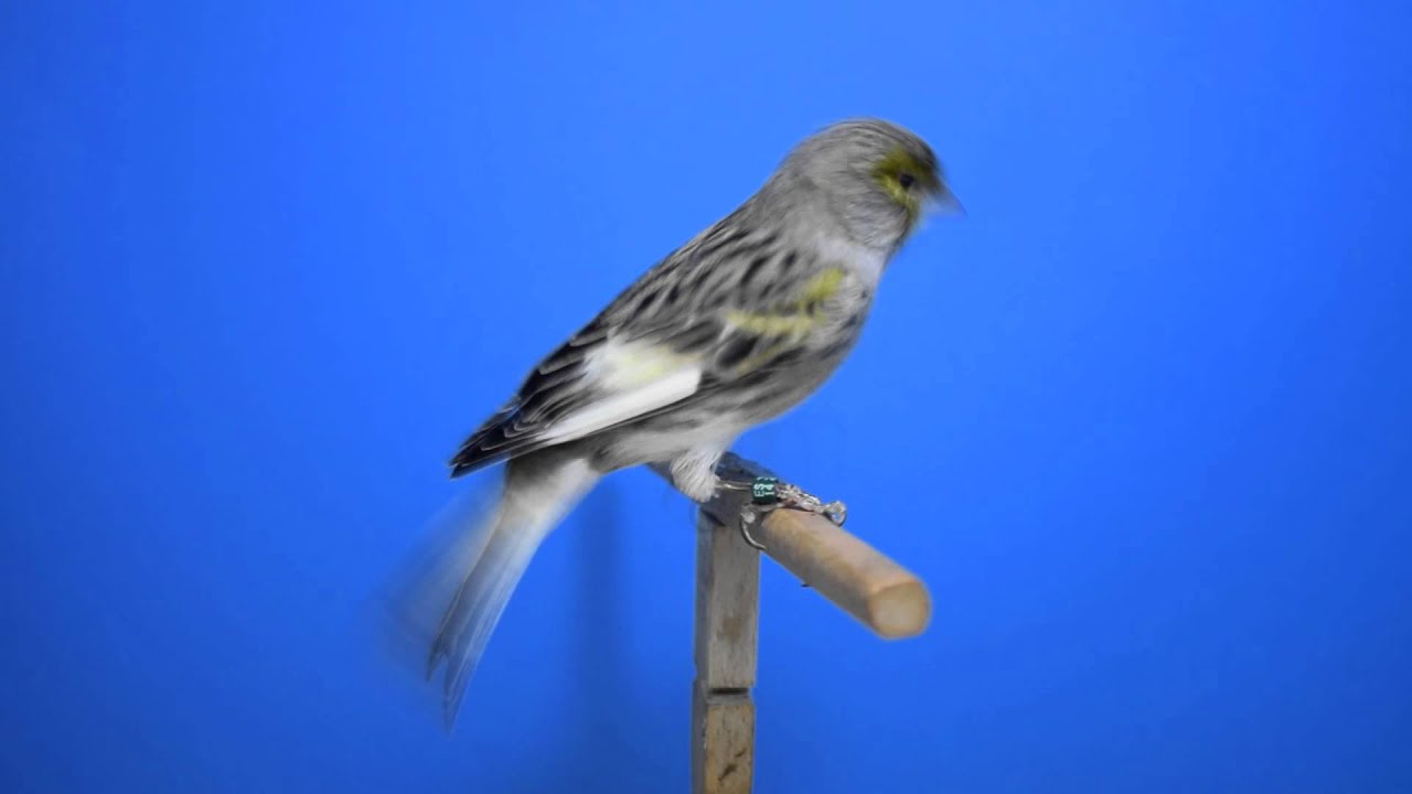 Canarios de Color 6 - YouTube