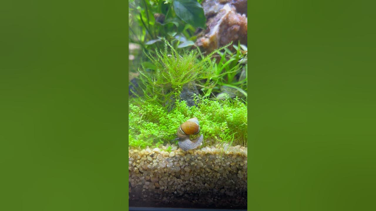 Shelly the snail - YouTube