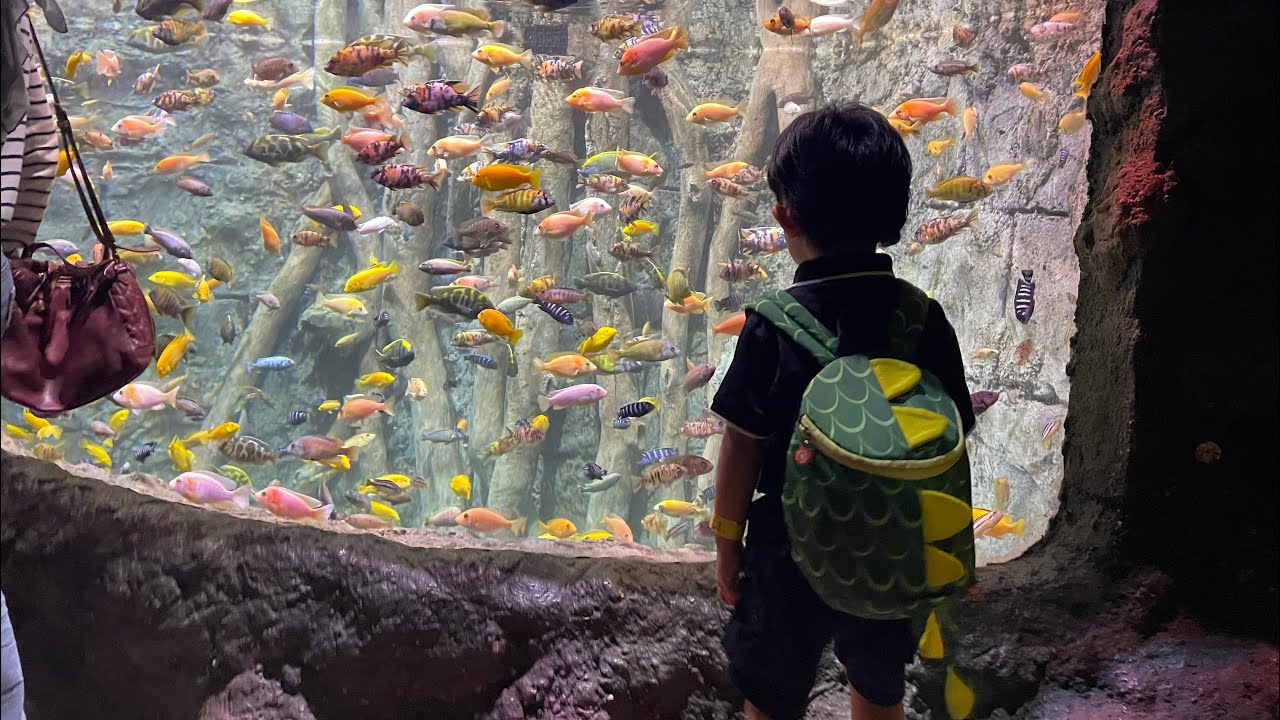 Lihat ikan di BXSea Bintaro🐠🐟🎣🐡 - YouTube