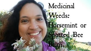 Wild Herbal Medicine:  Horsemint