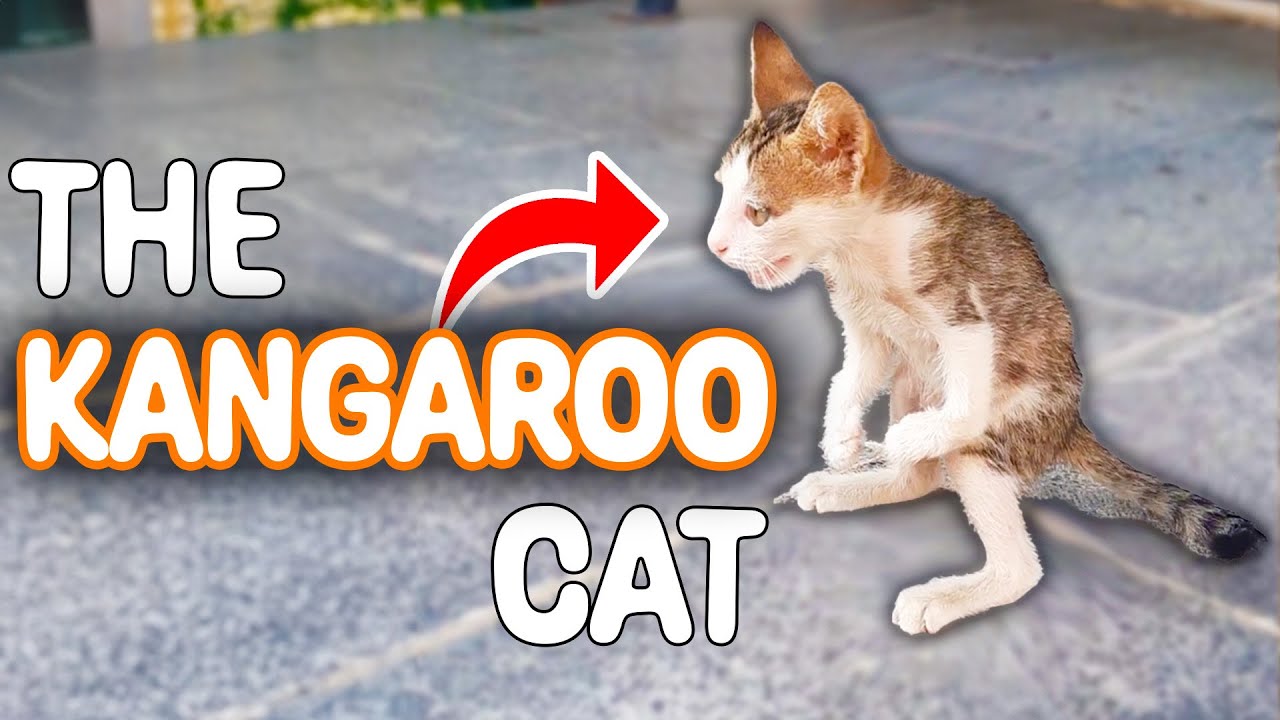 This Cat Looks Like A Kangaroo! 🐾🦘 | PAWSOME PETS - YouTube