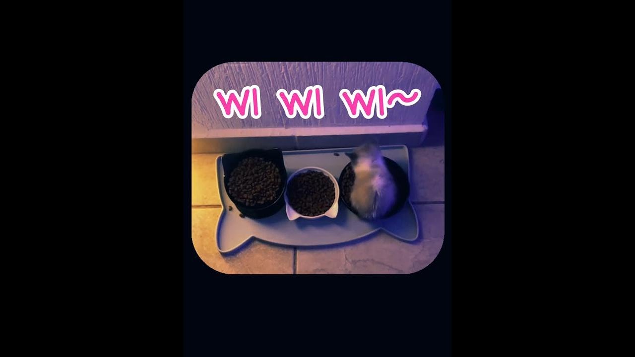 10 Hours of Wi Wi Wi Cat - YouTube