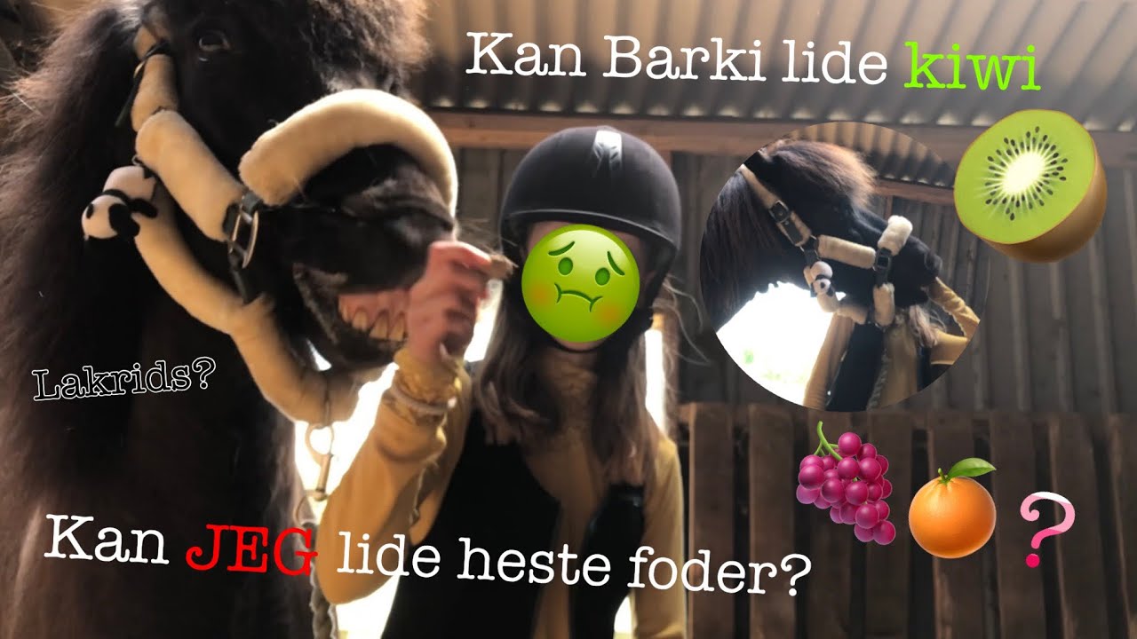 Vi Smager Hinandens Yndlings Snacks | Kan Barki lide kiwi? - YouTube